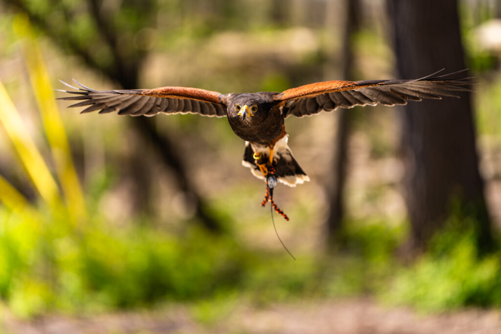 Falconry Experiences at The Forge Lemont